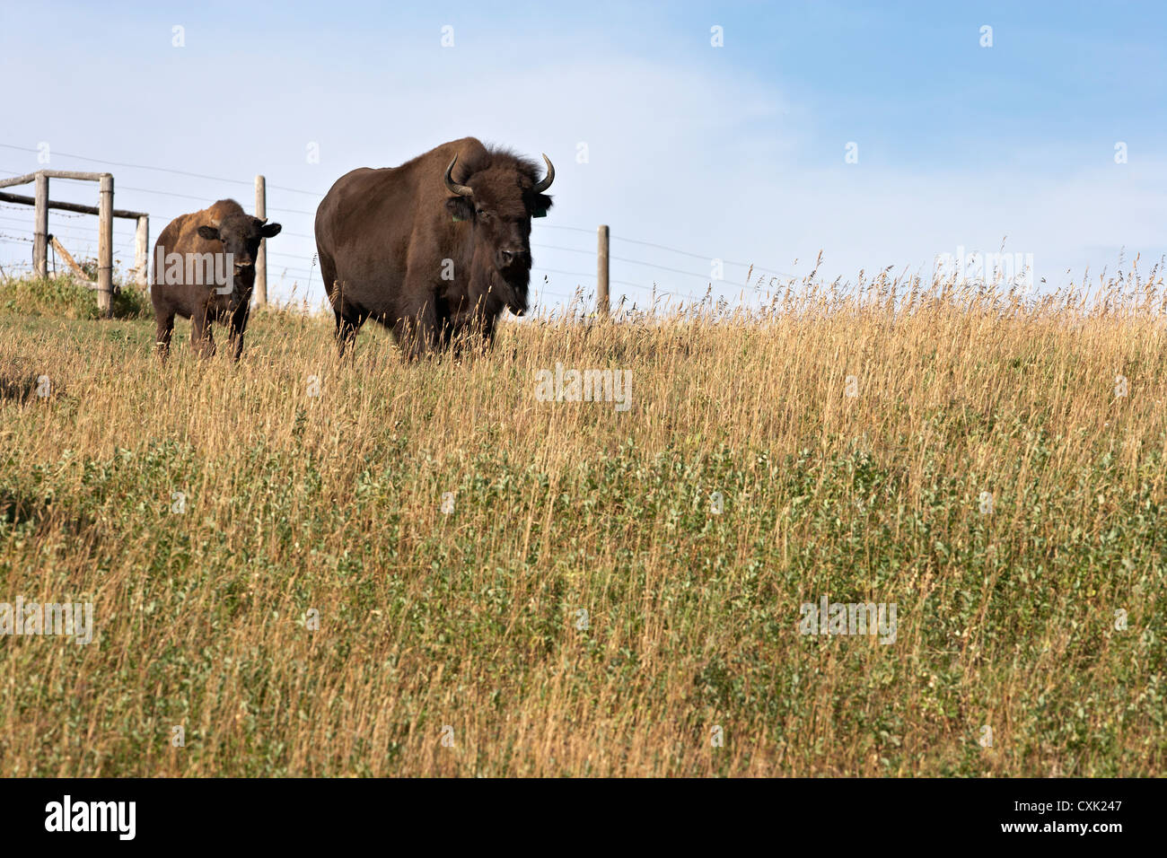 Bison with Calf, Tacarsey Bison Ranch, Pincher Creek, Alberta, Canada ...