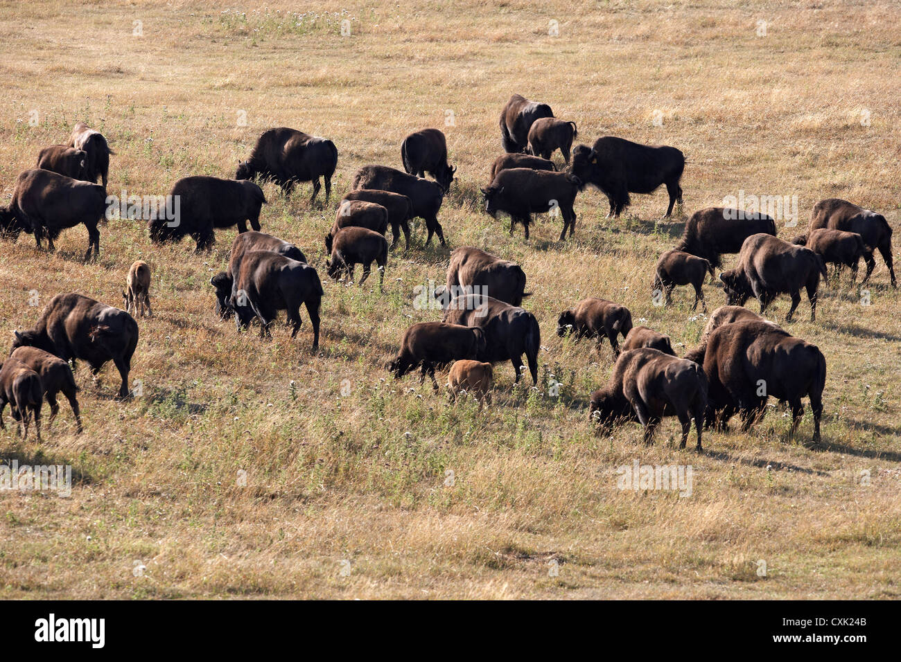 Herd of Bison, Tacarsey Bison Ranch, Pincher Creek, Alberta, Canada ...