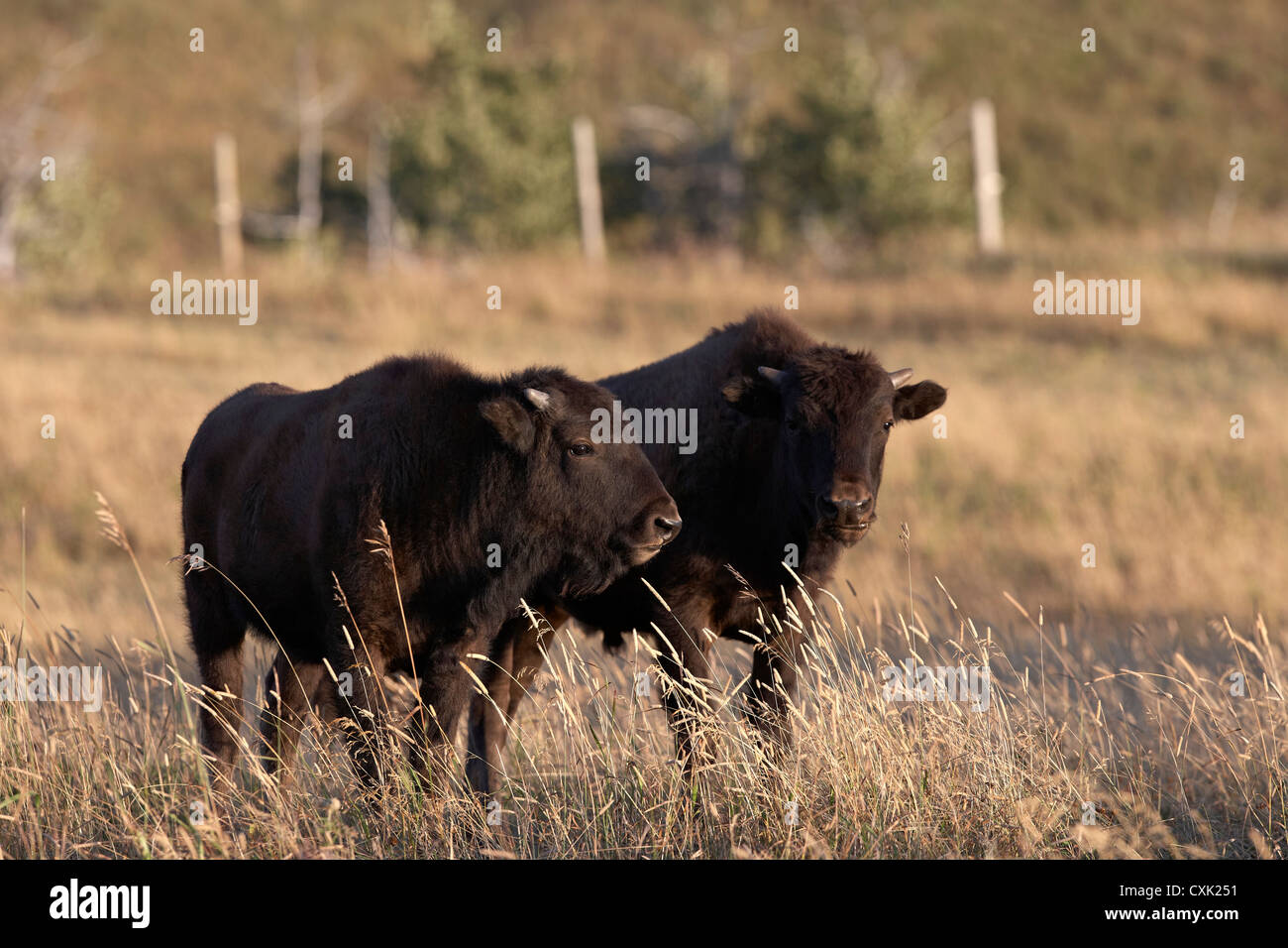 Bison Calves in Field, Tacarsey Bison Ranch, Pincher Creek, Alberta ...