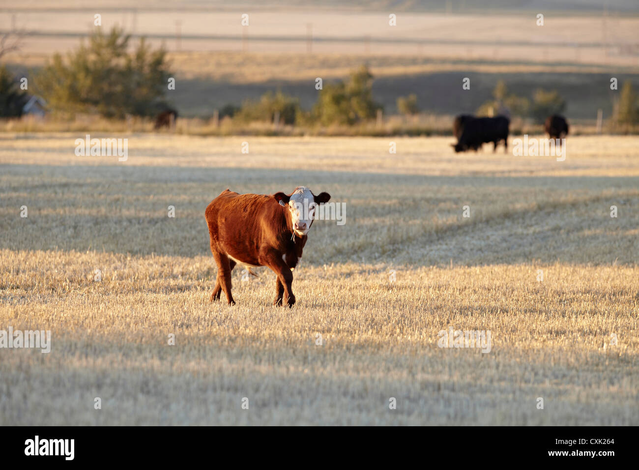Farm Pincher High Resolution Stock Photography and Images - Alamy