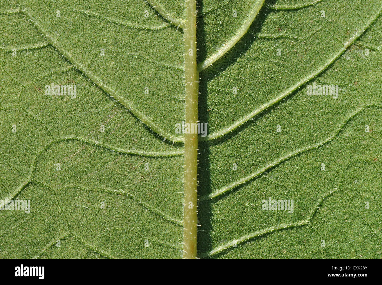 Surface level macro hi-res stock photography and images - Alamy