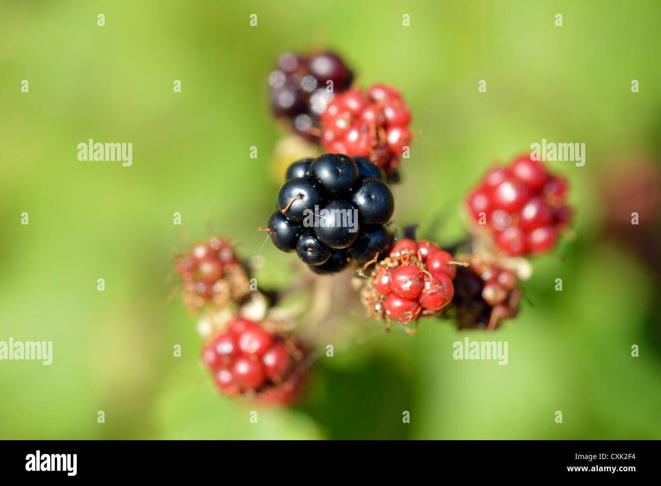 Close up ripening blackberries hi-res stock photography and images - Alamy