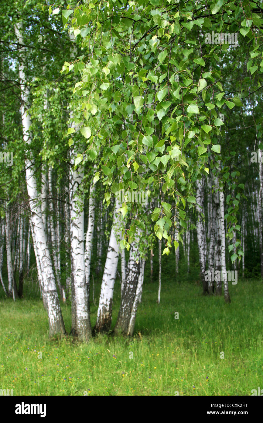 Beautiful young birch trees hi-res stock photography and images - Alamy