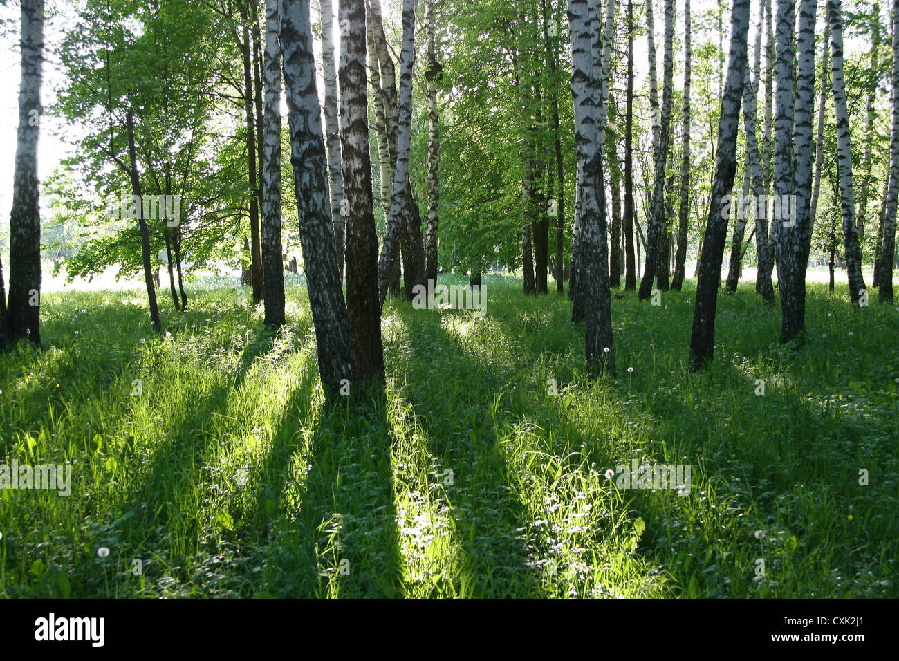 birch trees with long shadows Stock Photo - Alamy