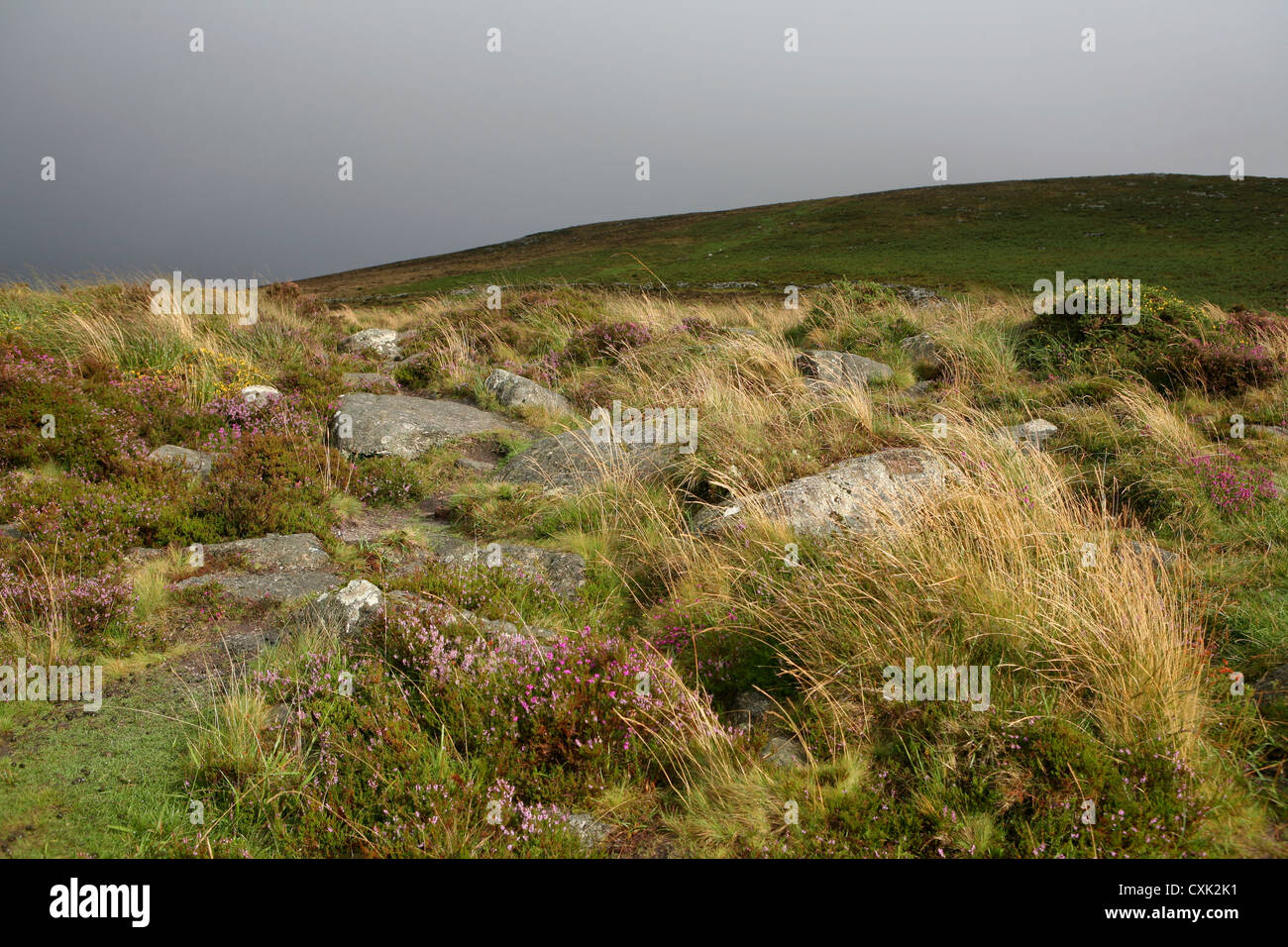 Granite slabs amongst windswept heather and grass, Grimspound, Dartmoor ...