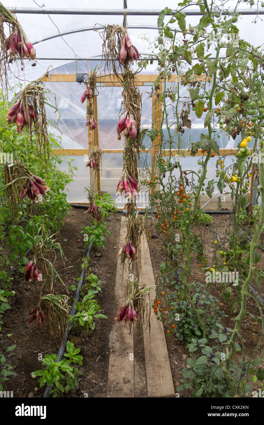 A polytunnel with vegetables Stock Photo - Alamy