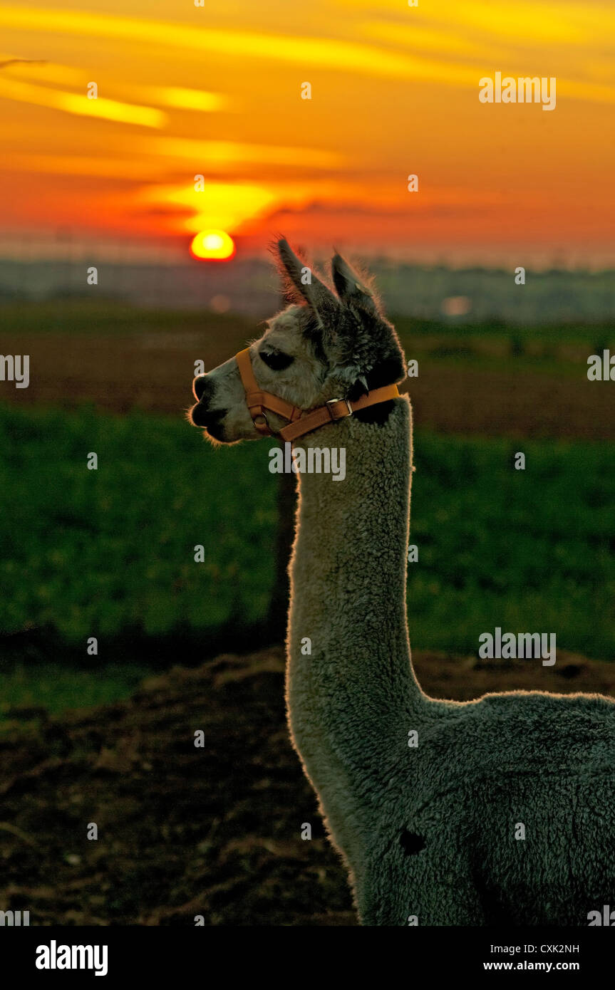 Alpaca with holster during sunset Stock Photo - Alamy