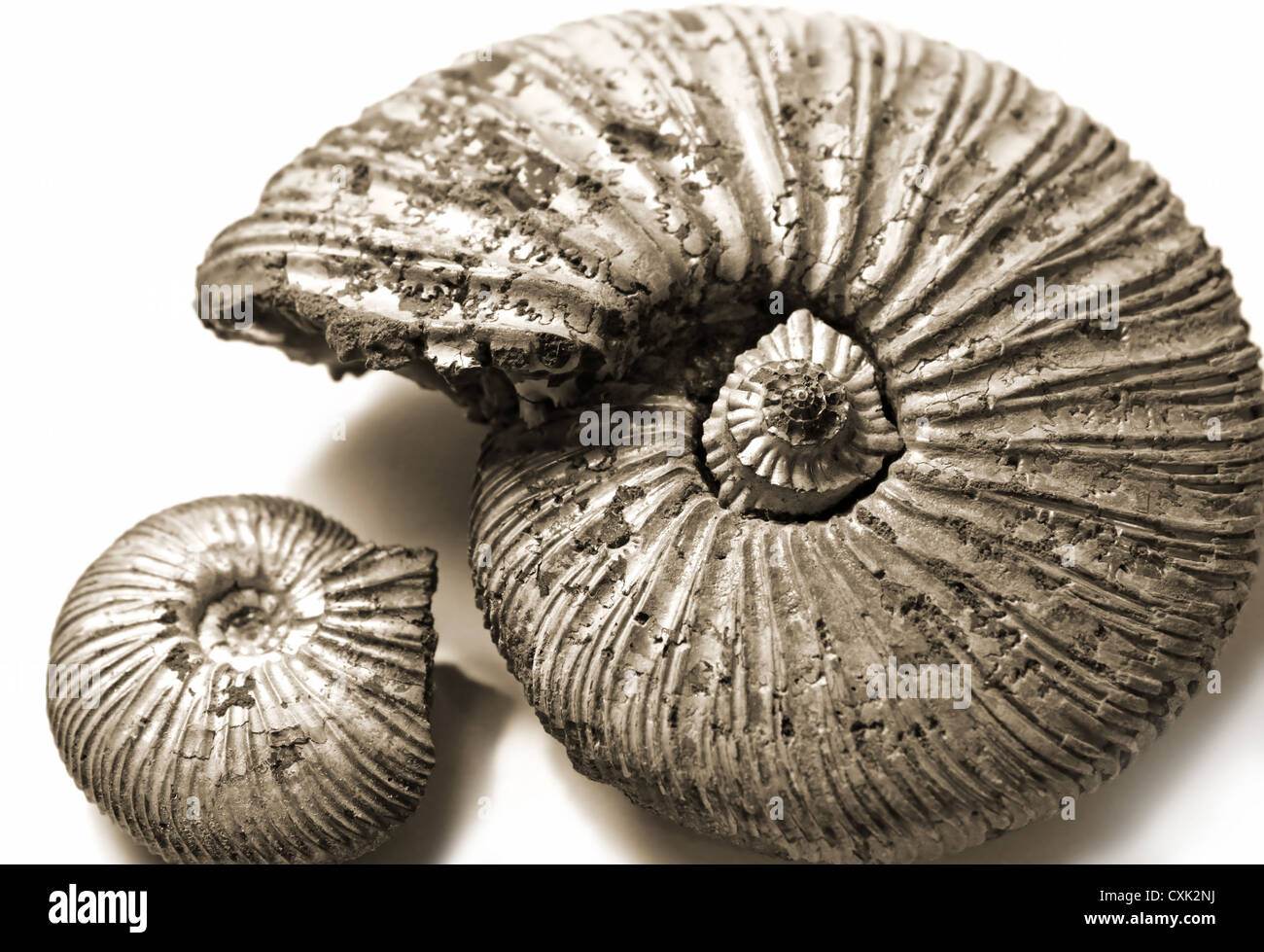 Prehistoric stone fossilized ammonite hi-res stock photography and ...