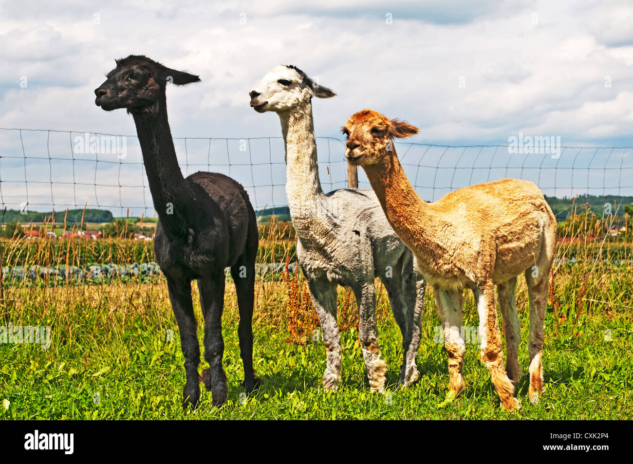 Alpaca group on a pasture Stock Photo - Alamy