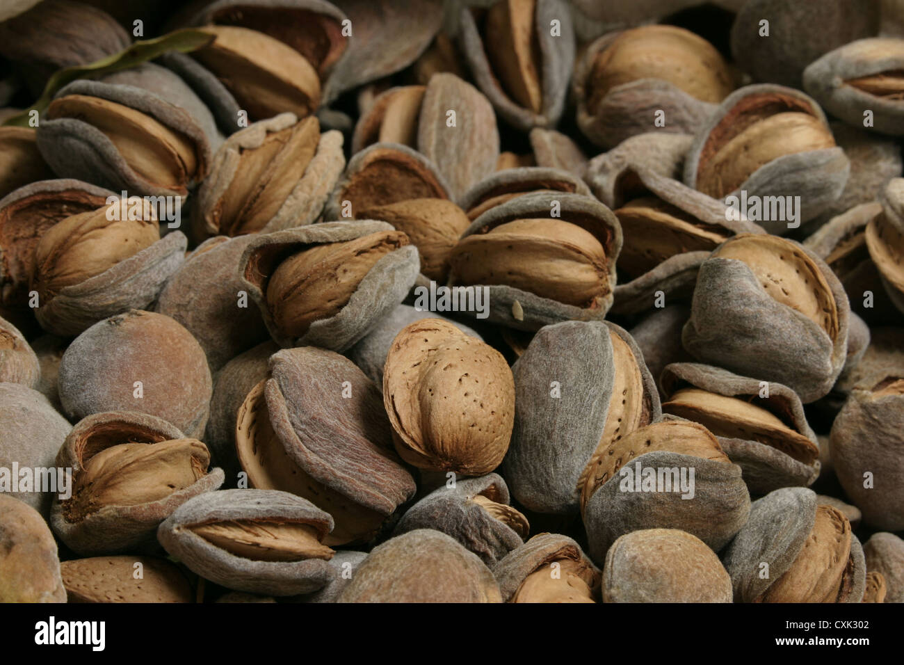 Common Almond High Resolution Stock Photography and Images - Alamy