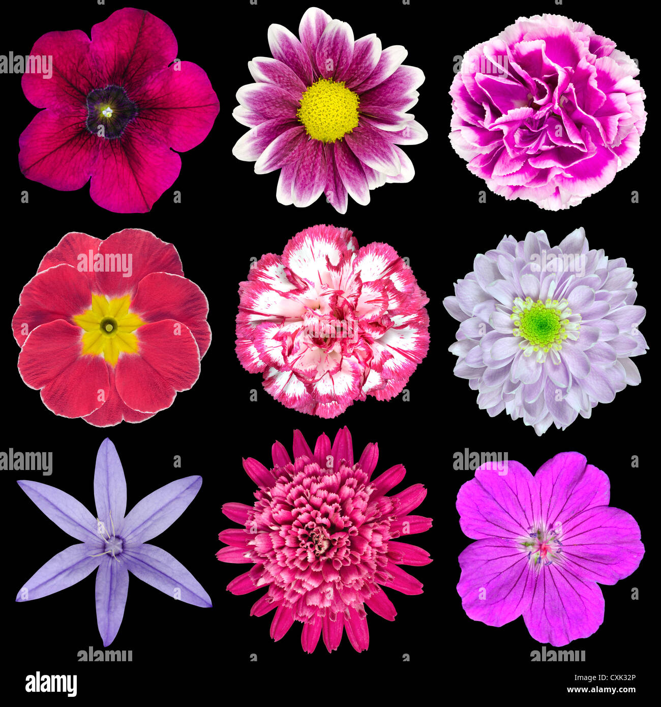 flower collection pink purple blue red black set dahlia chrysanthemum ...