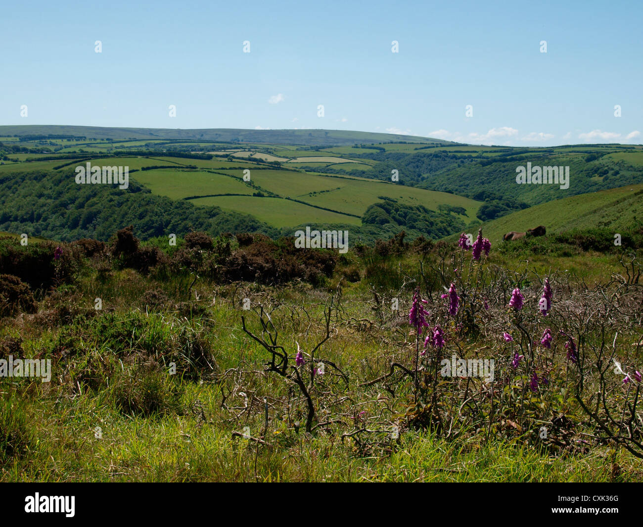 Devon fields sky hi-res stock photography and images - Alamy