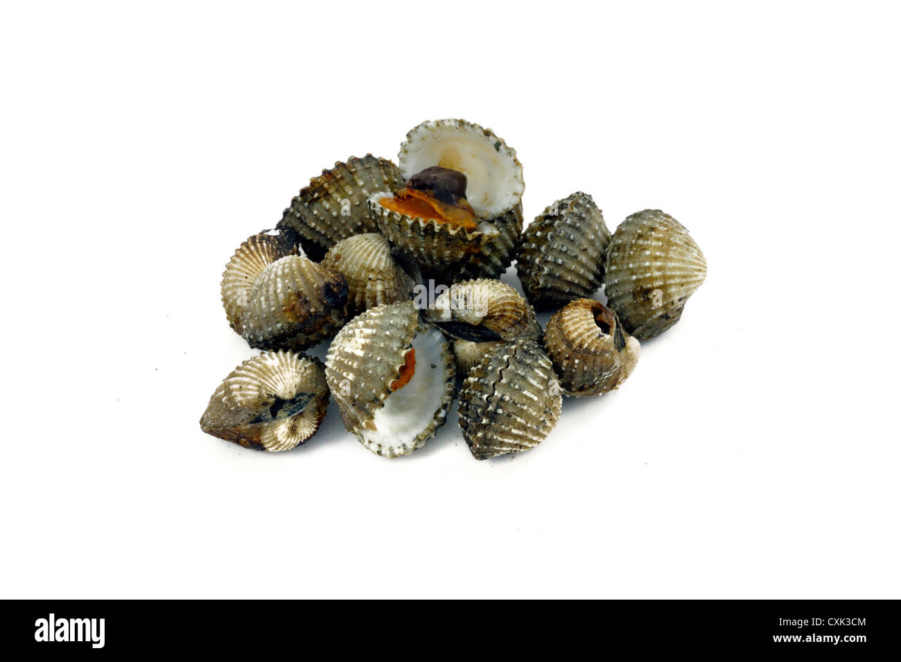 Baked scallops isolated on white background Stock Photo - Alamy