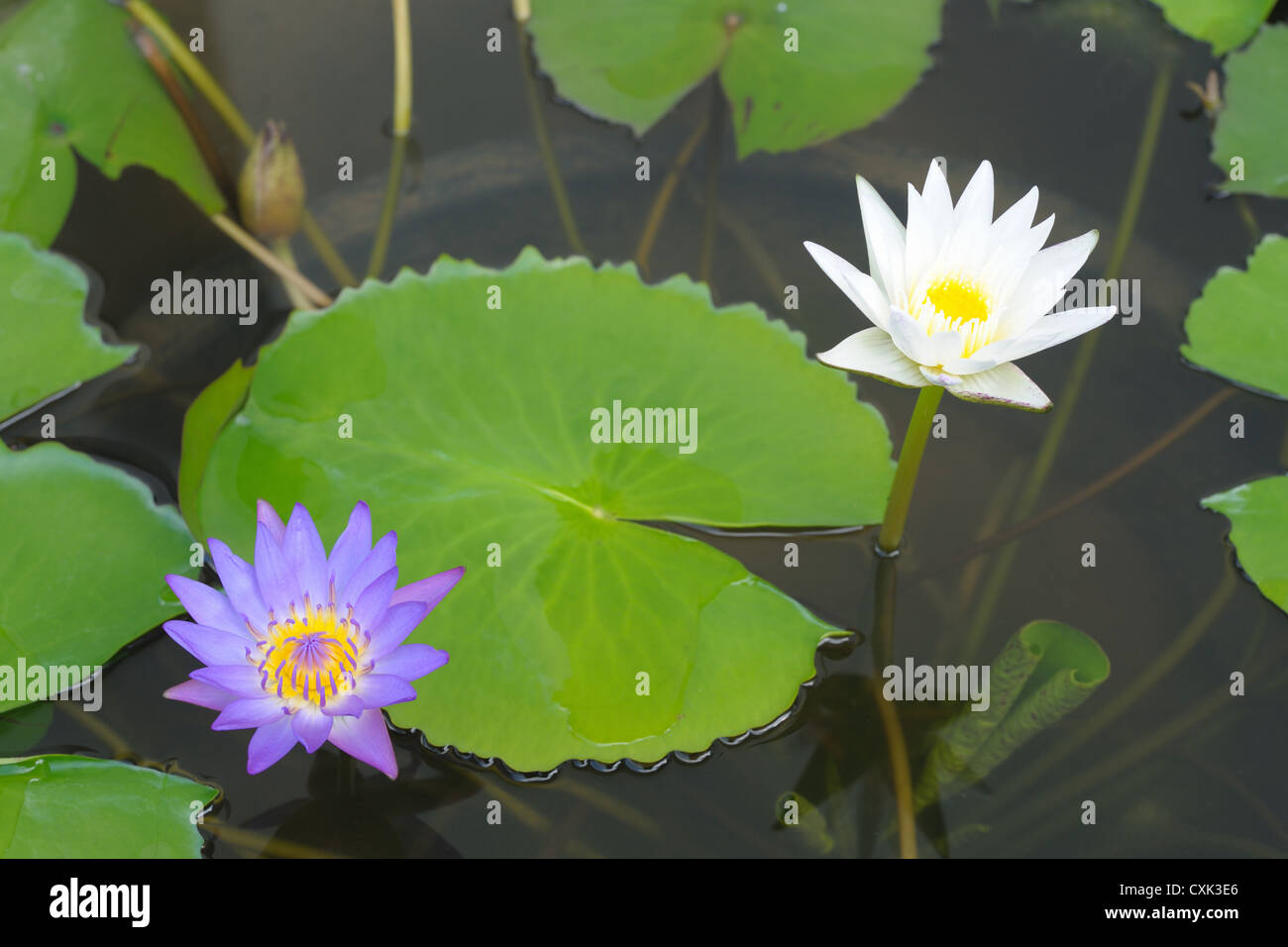 Two lotus in basin Stock Photo - Alamy