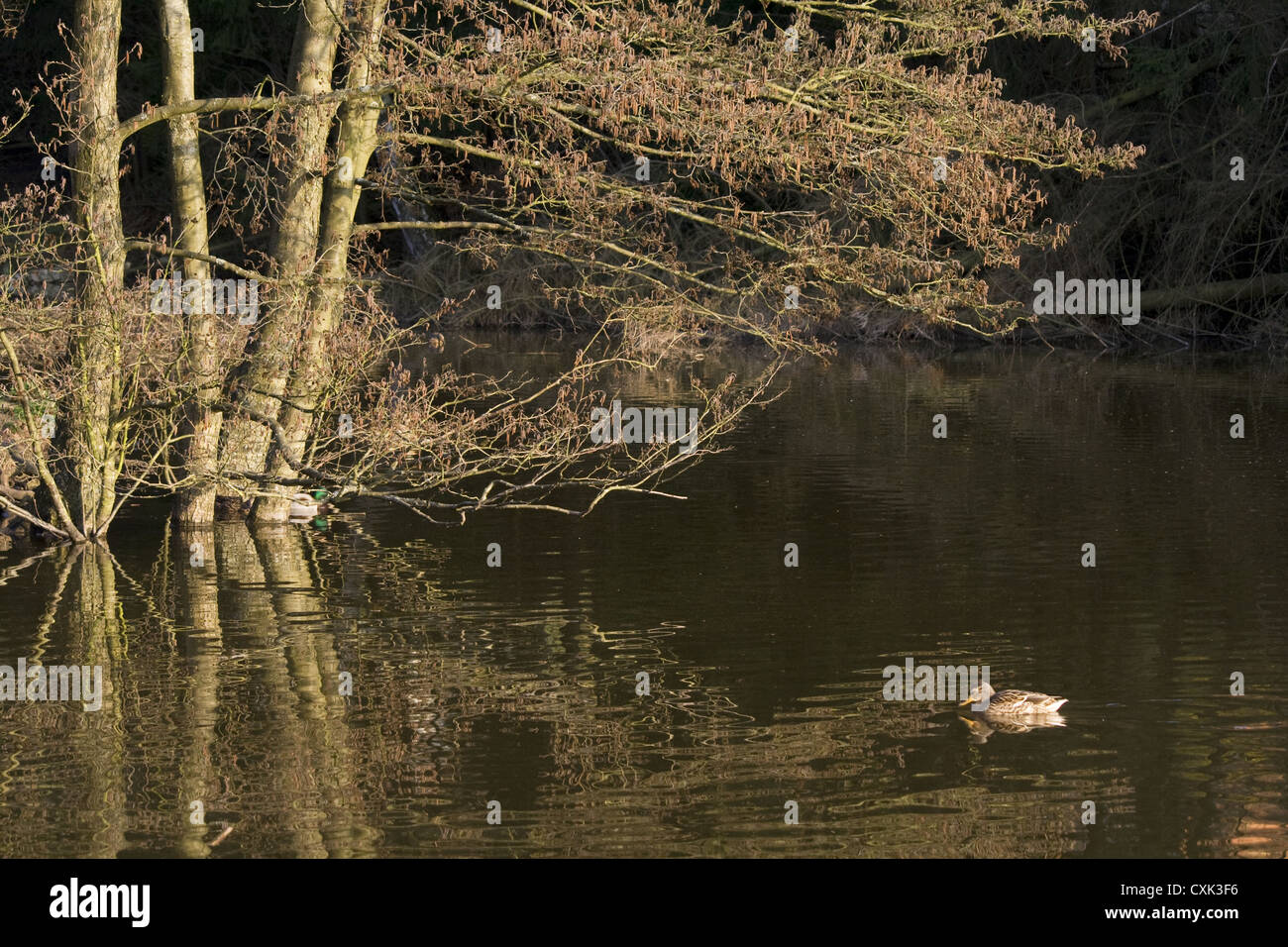 Saar protectorate hi-res stock photography and images - Alamy