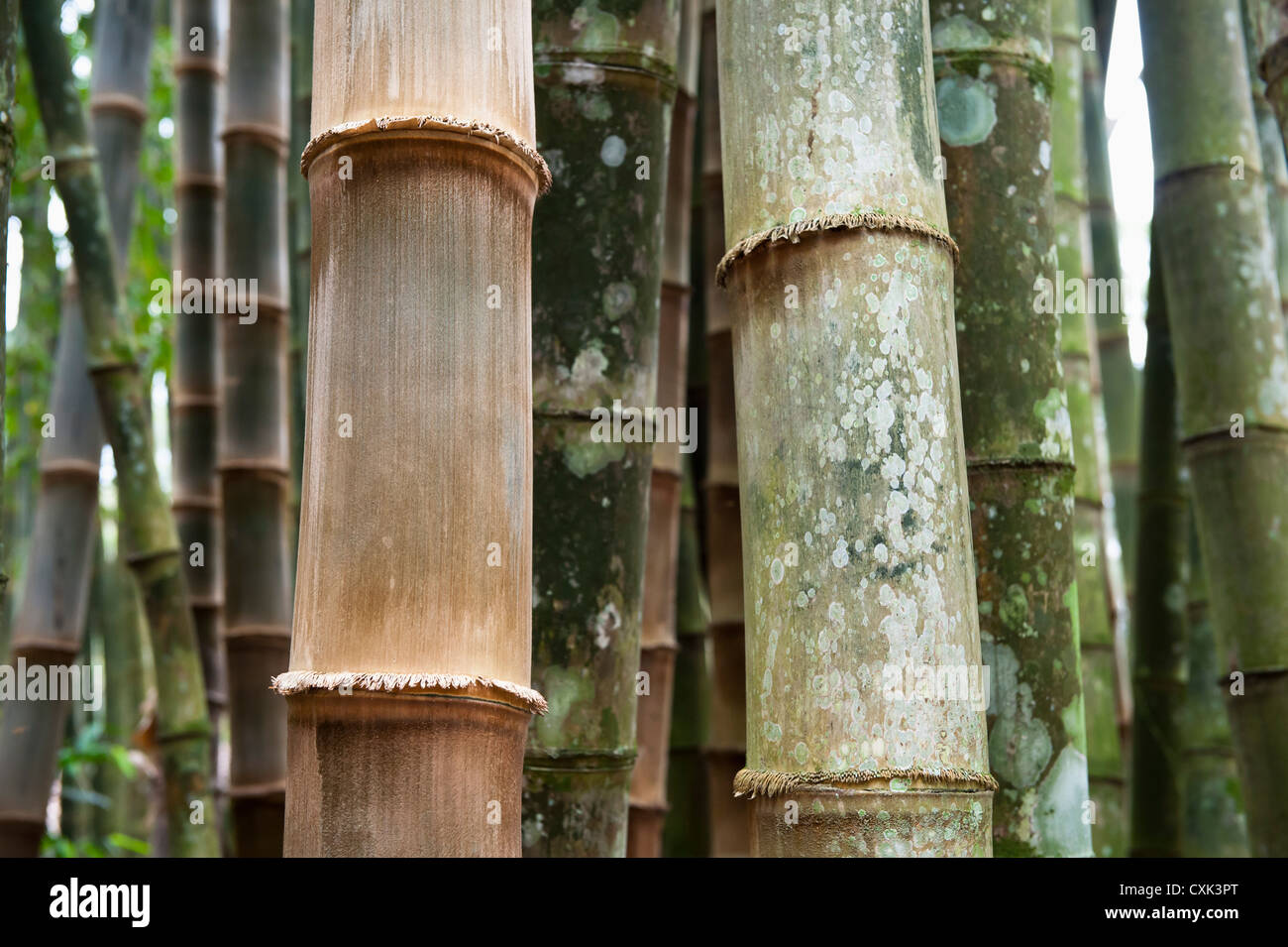 Close-up of Bamboo Trees, Botanical Gardens, Rio de Janeiro, Brazil ...