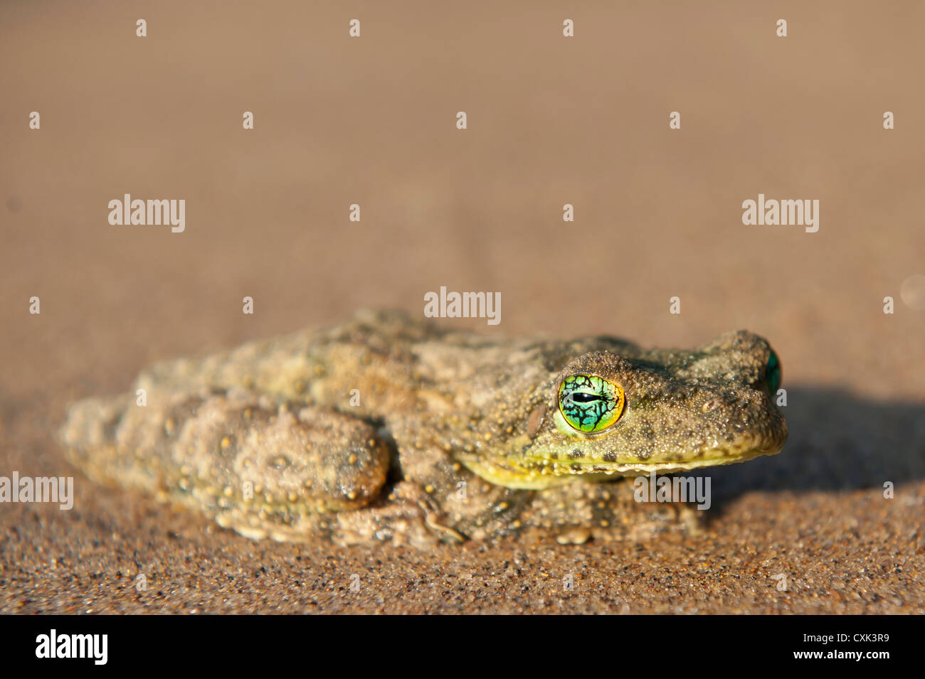 Close-up of Frog on Beach near Paraty, Brazil Stock Photo - Alamy