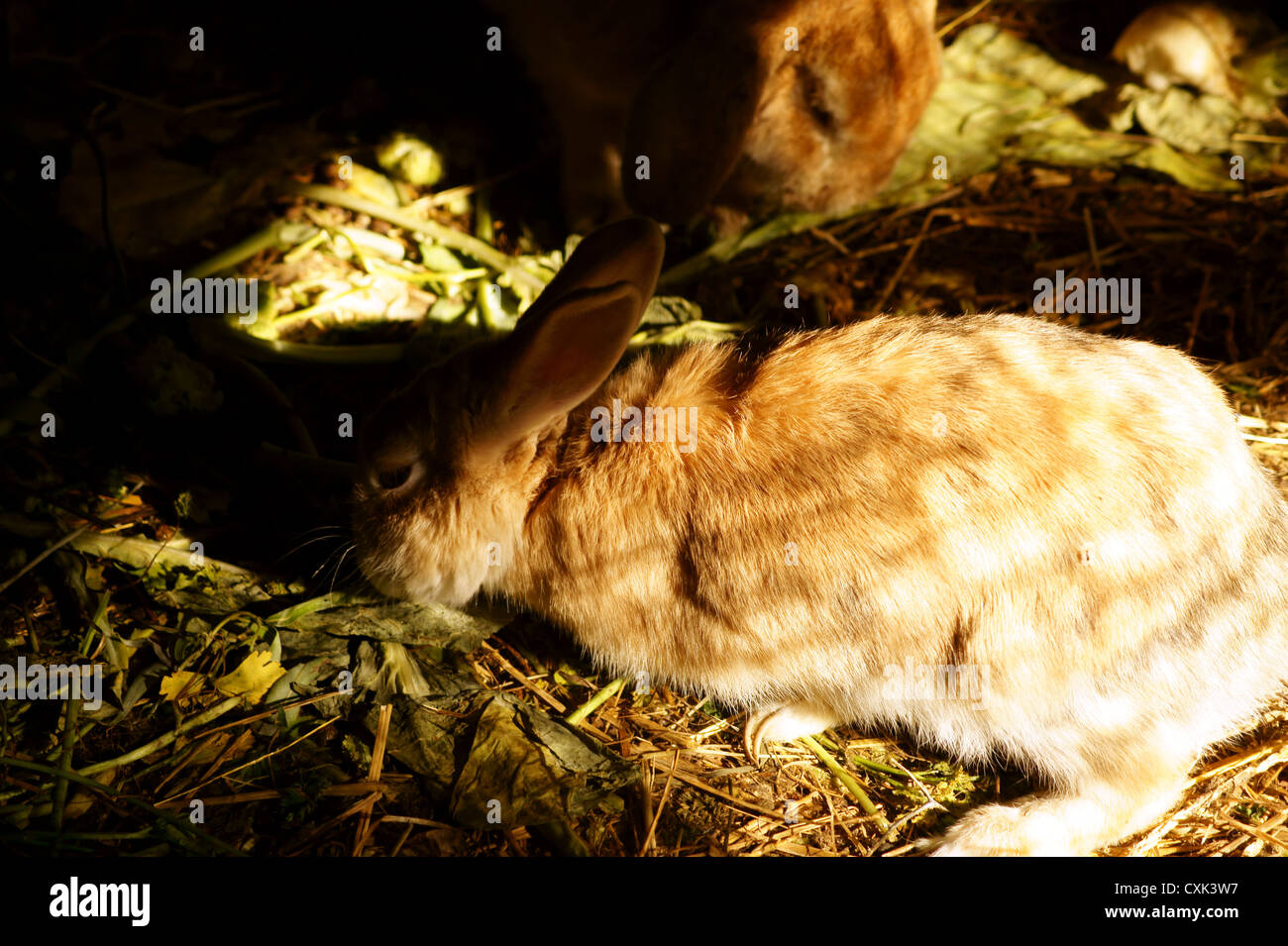 Rabbit stall hi-res stock photography and images - Alamy