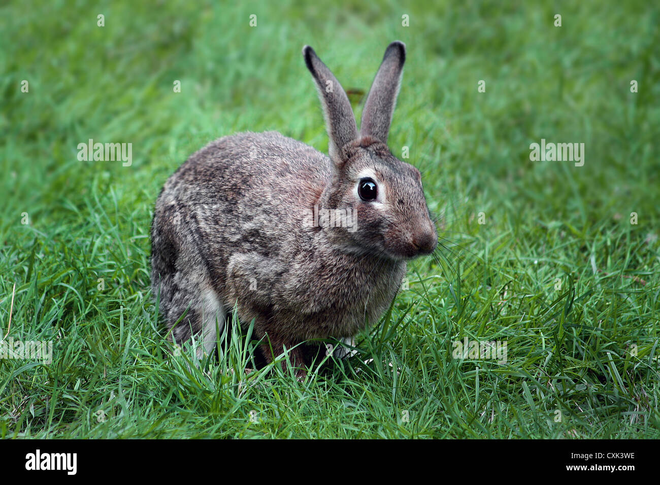 Zoo bunny hi-res stock photography and images - Alamy