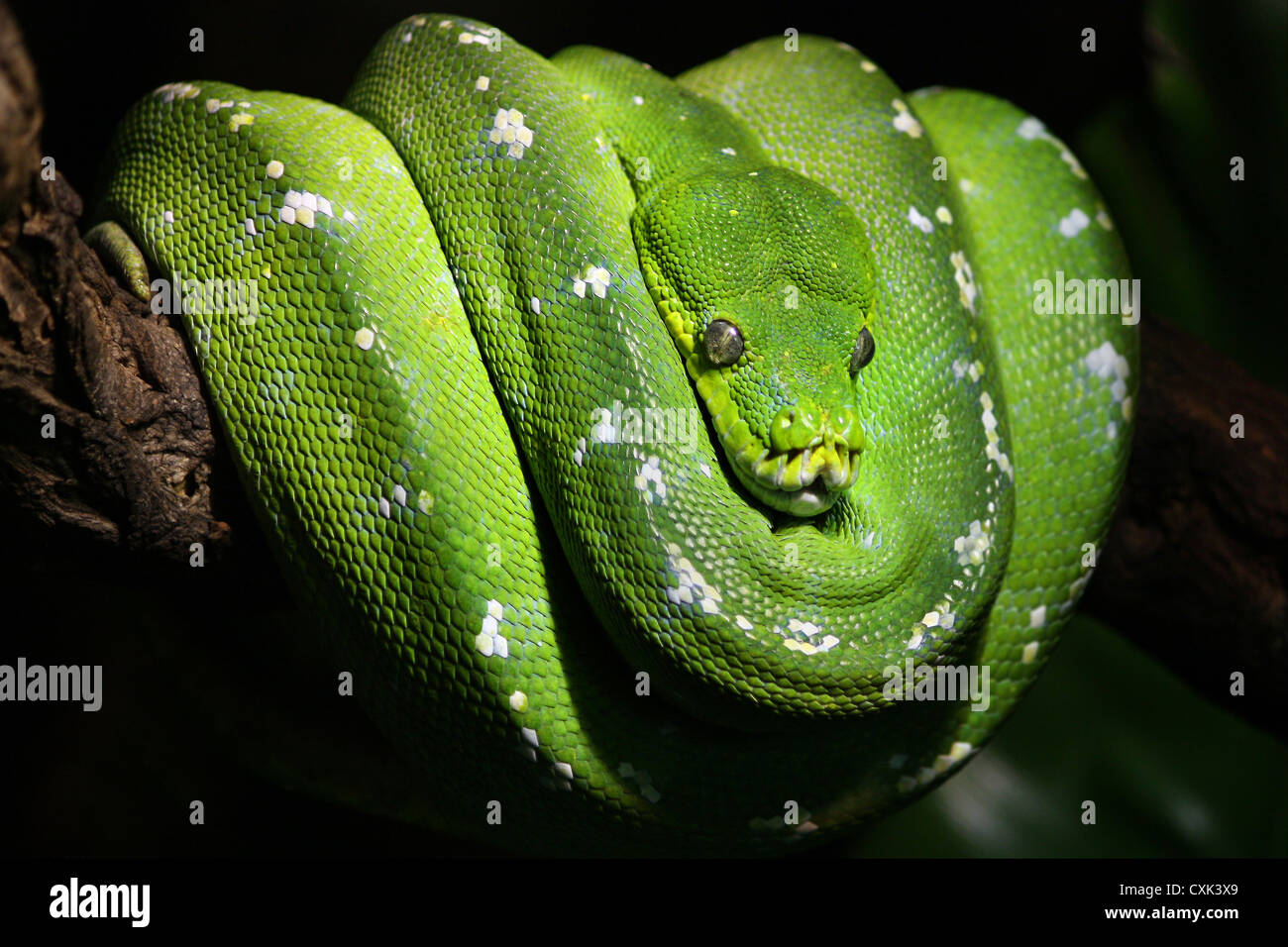 Riesenschlangen hi-res stock photography and images - Alamy