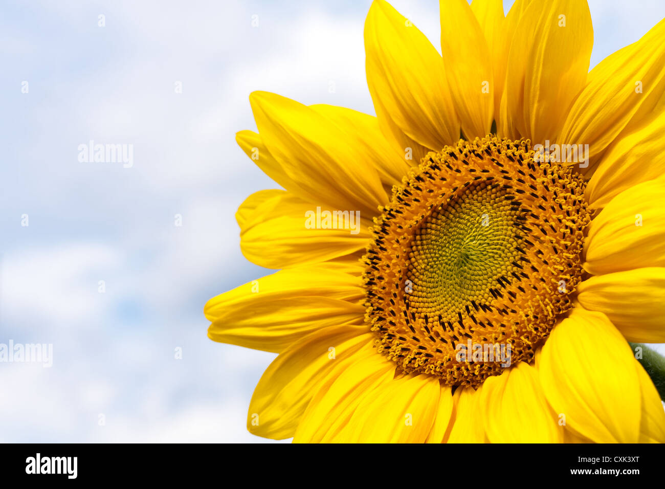 Sunflower nature background Stock Photo - Alamy