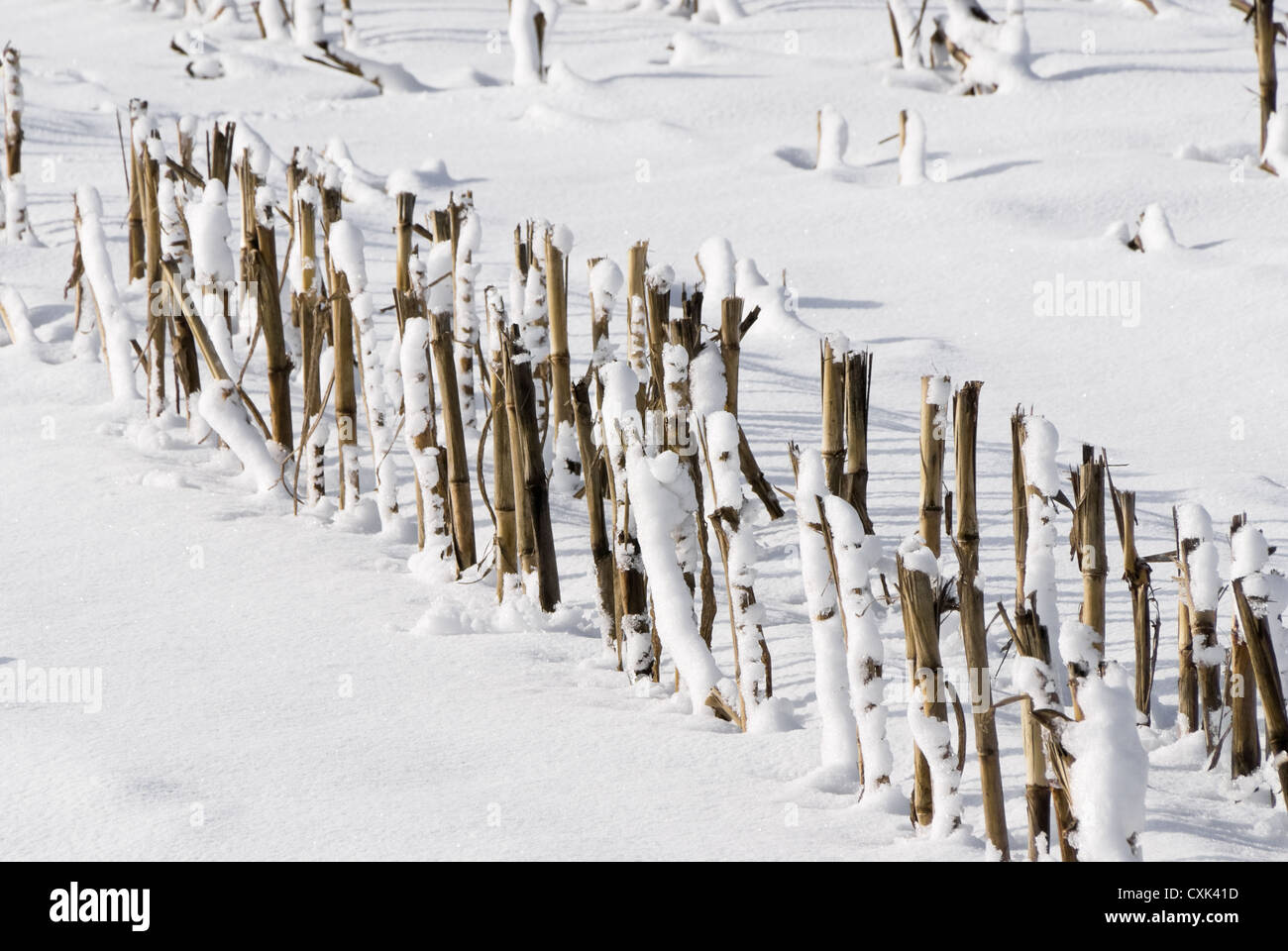Stubble in the winter Stock Photo - Alamy