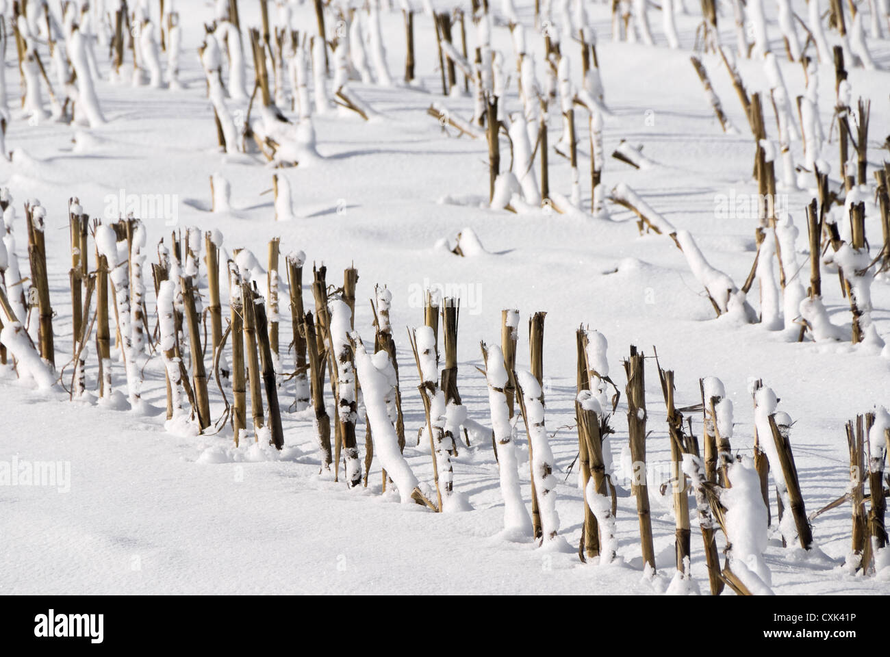 Stubble in the winter Stock Photo - Alamy