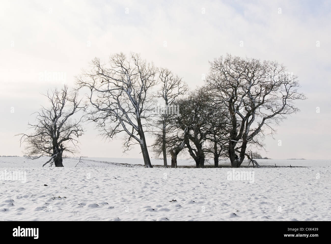 Grove of icy trees hi-res stock photography and images - Alamy