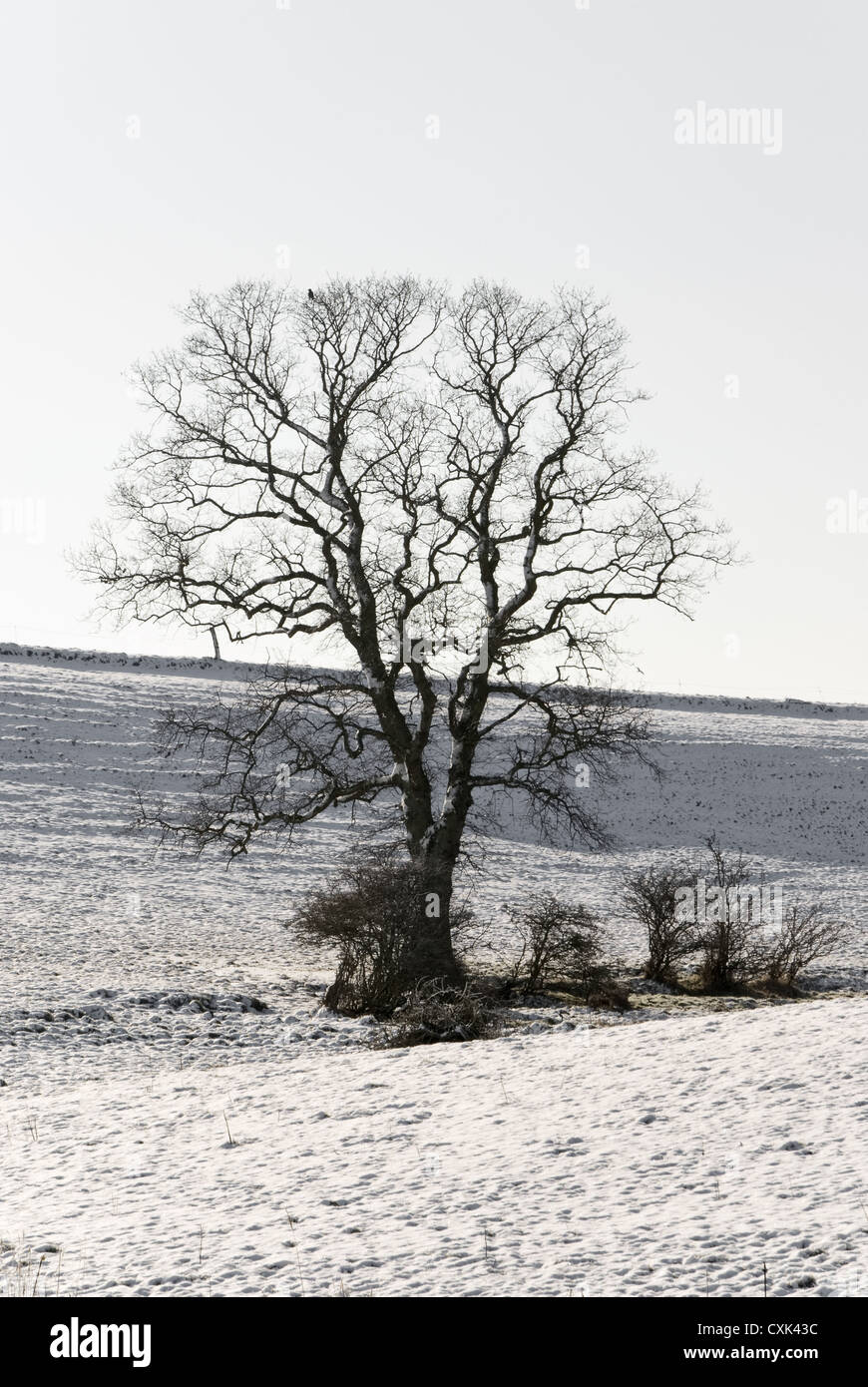 Winterly vertical hi-res stock photography and images - Alamy