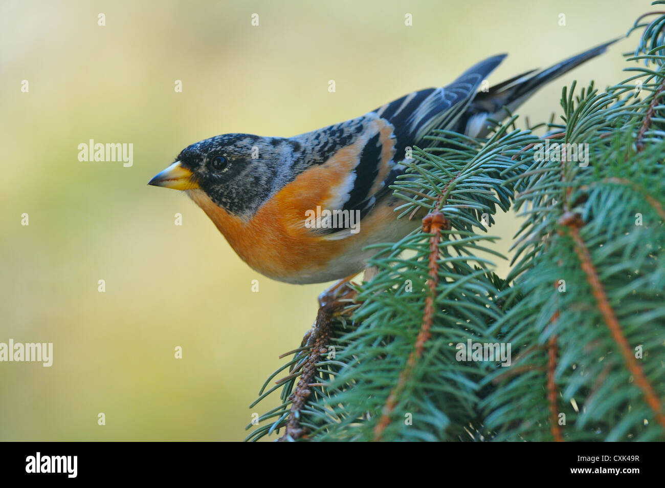 Migratory brambling hi-res stock photography and images - Alamy