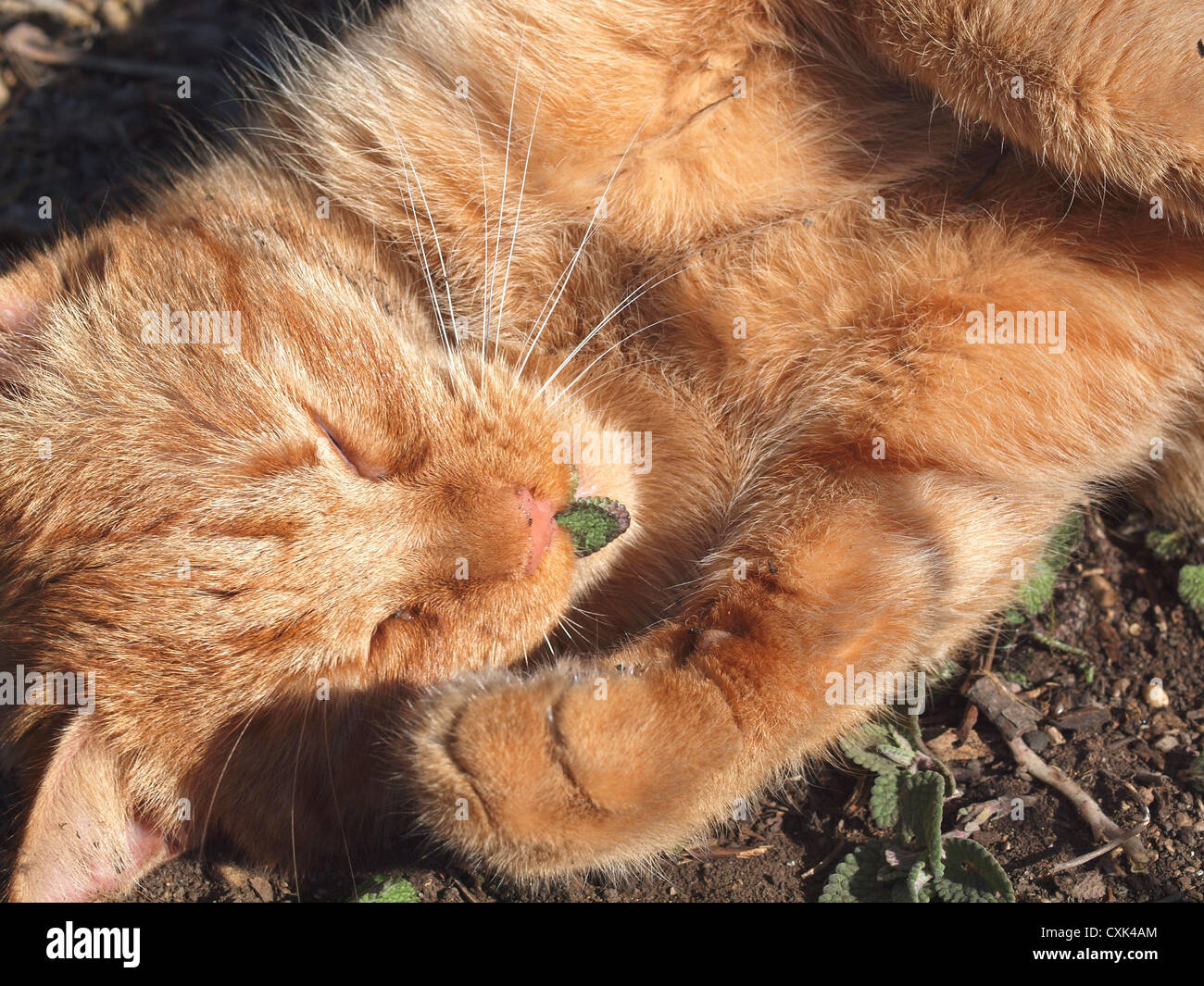 Nepeta katze hi-res stock photography and images - Alamy