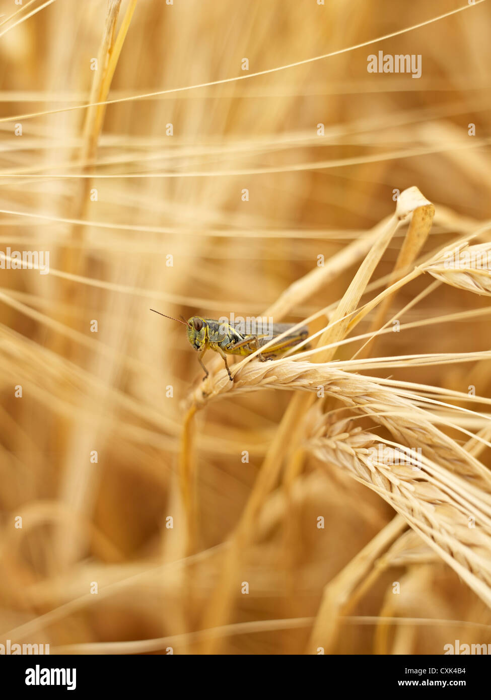 Grasshopper on Wheat Stalk in Field, Alberta, Canada Stock Photo - Alamy