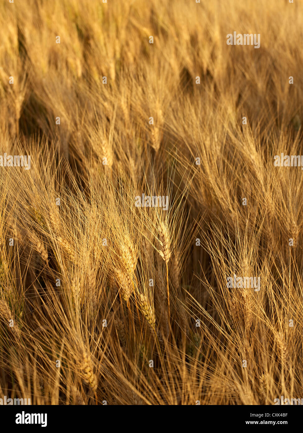 Wheat Field at Sunset, Alberta, Canada Stock Photo - Alamy