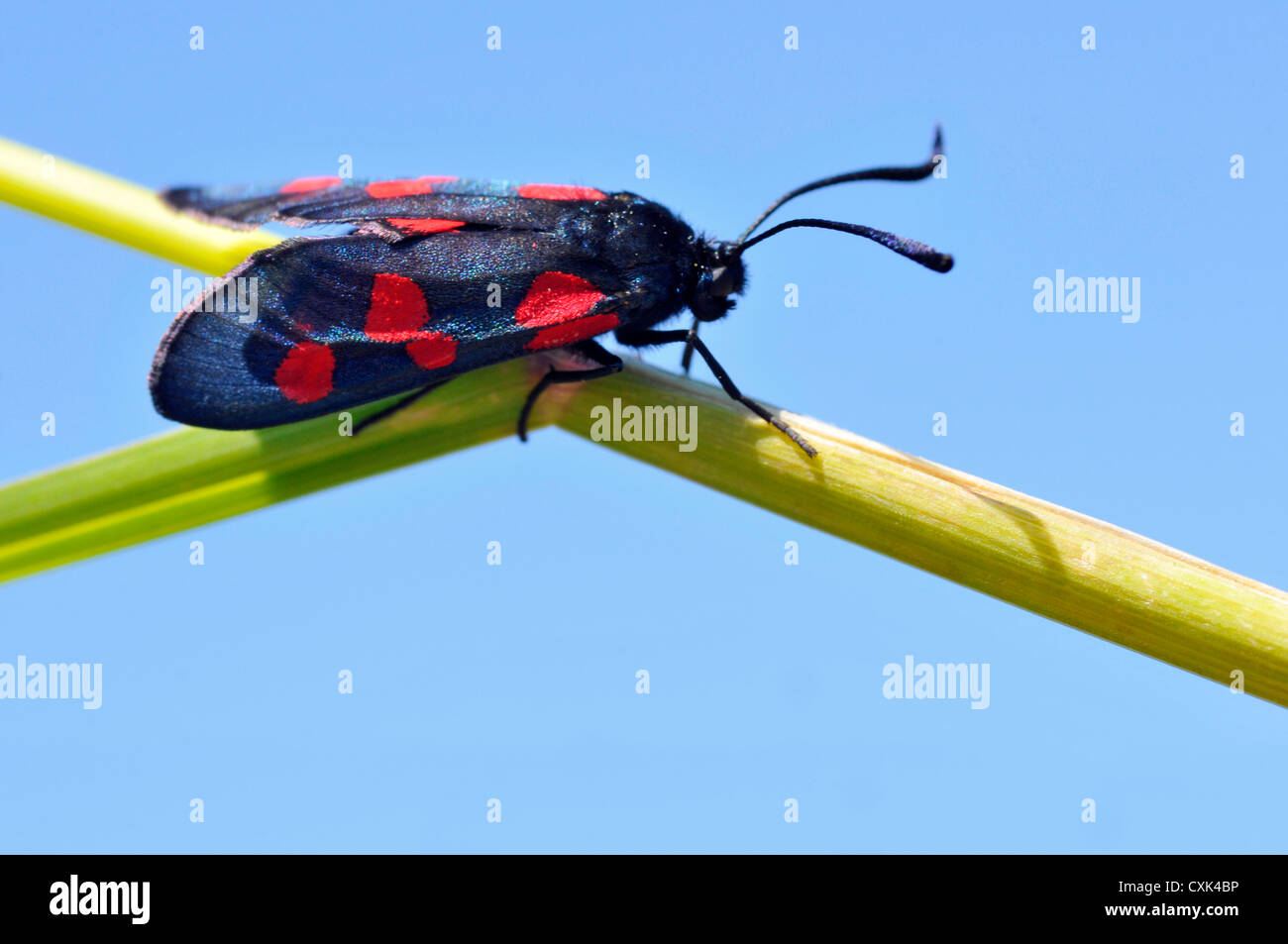 Blue butterfly profile hi-res stock photography and images - Alamy