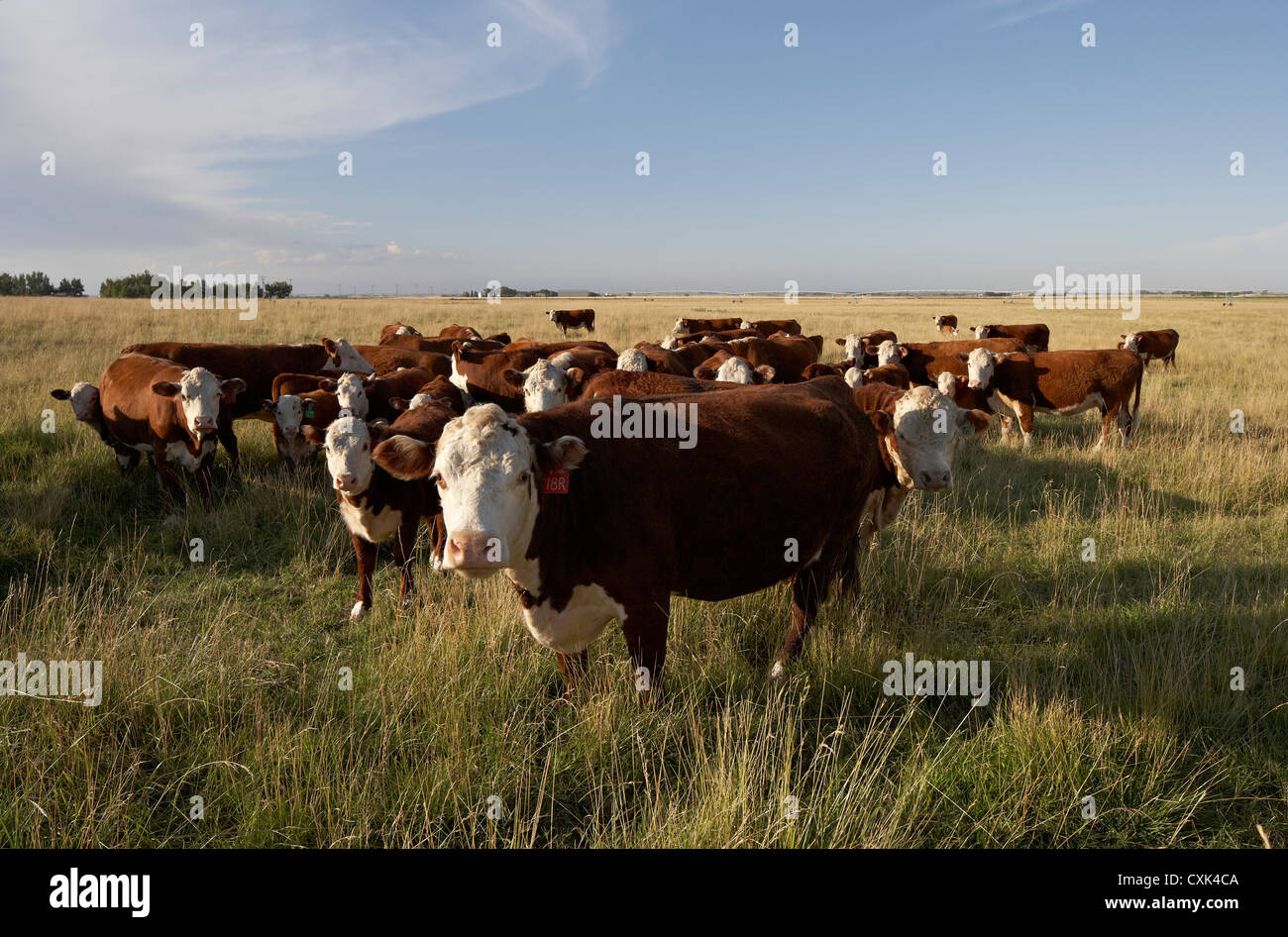 Pastoral society hi-res stock photography and images - Alamy