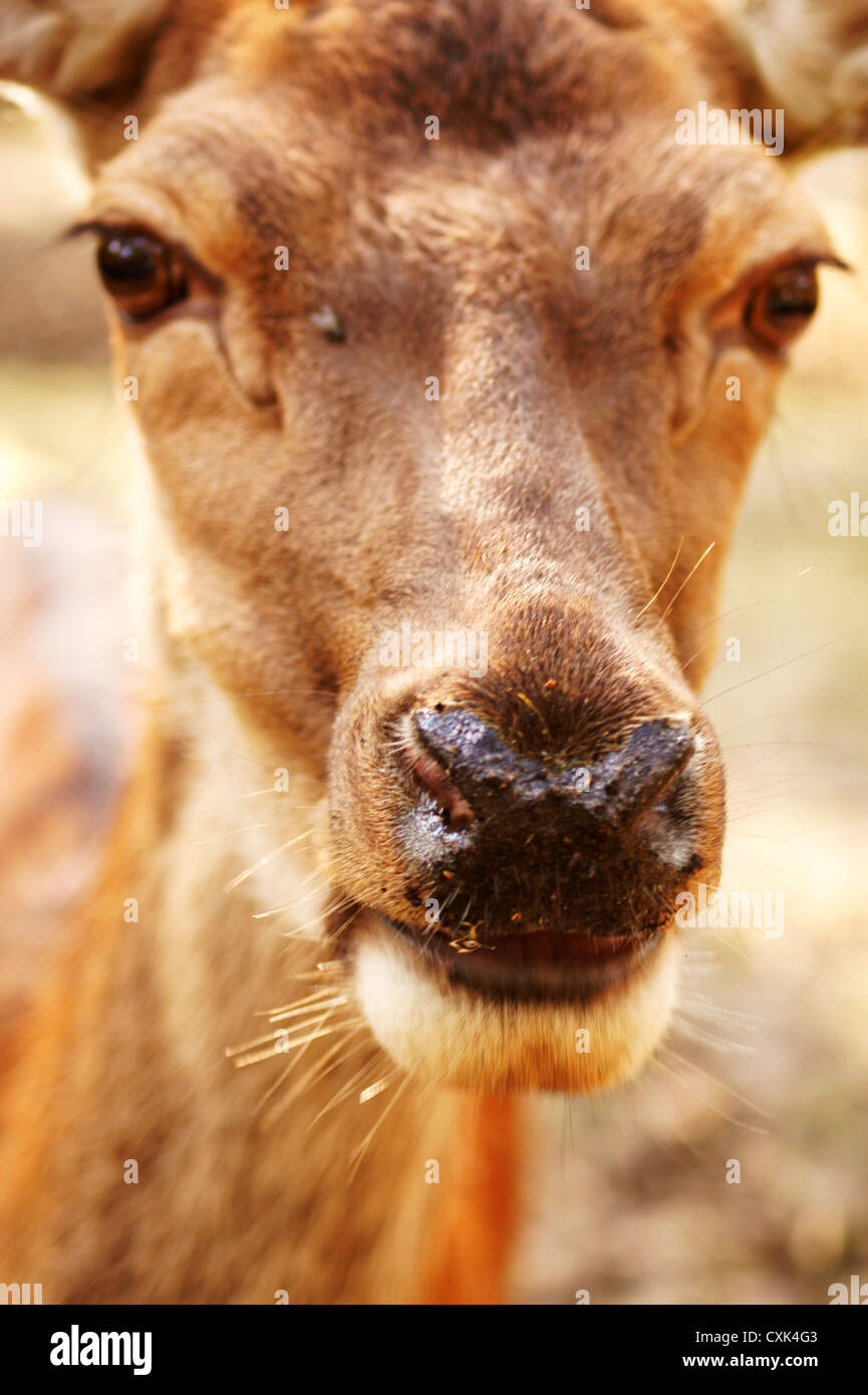 Feuchte nase hi-res stock photography and images - Alamy