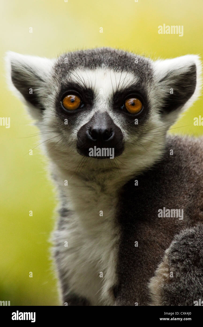 Maki affe hi-res stock photography and images - Alamy