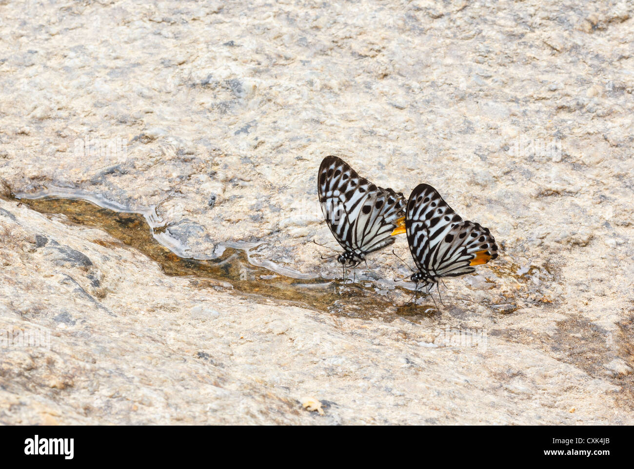 Two Butterflies in nature Stock Photo - Alamy