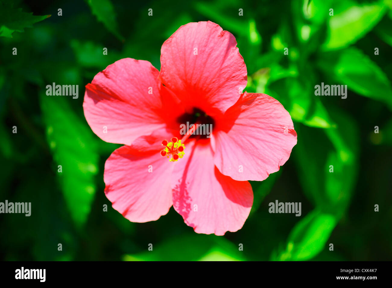 Hibiscus flower bali indonesia hi-res stock photography and images - Alamy