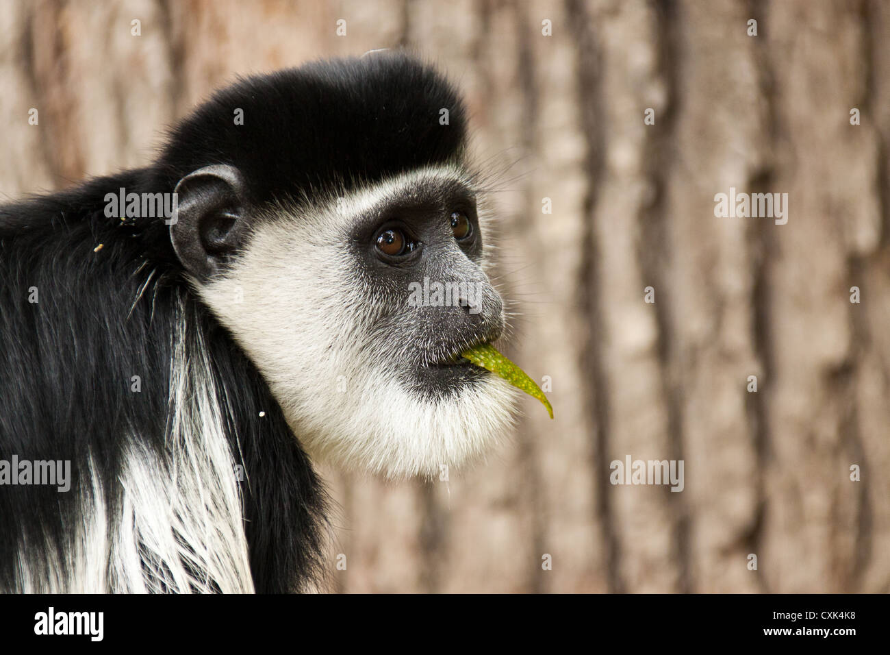 Zoo affengehege hi-res stock photography and images - Alamy