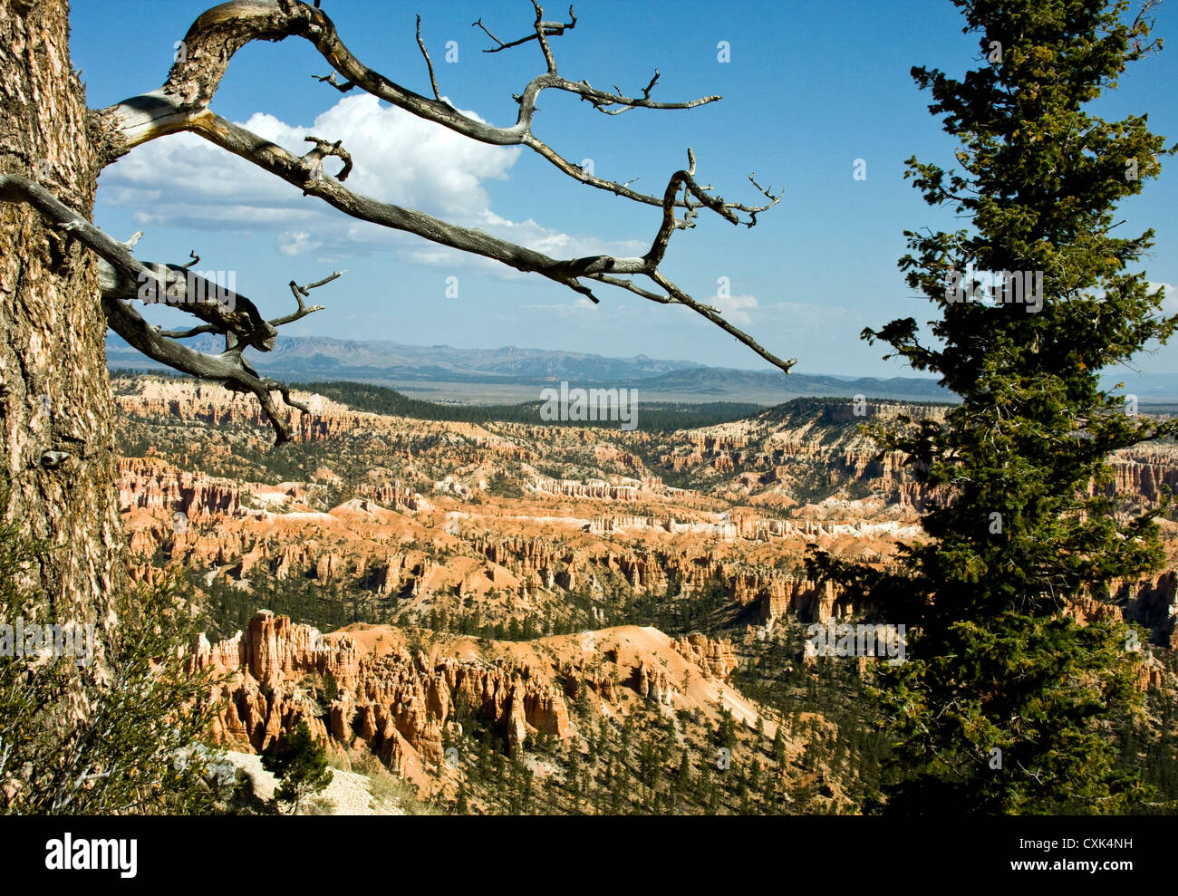 pine tree forest in a mountain canyon valley Stock Photo - Alamy