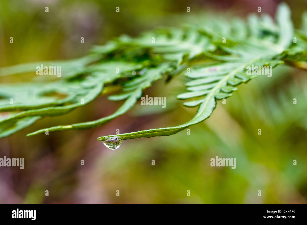 Water drop on a fern frond Stock Photo - Alamy