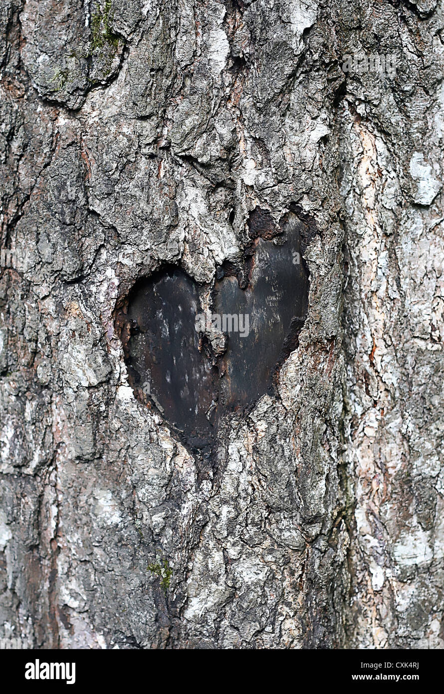 love symbol on a trunk of tree Stock Photo - Alamy