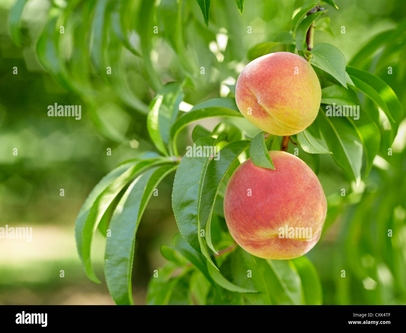 Peach tree hi-res stock photography and images - Alamy