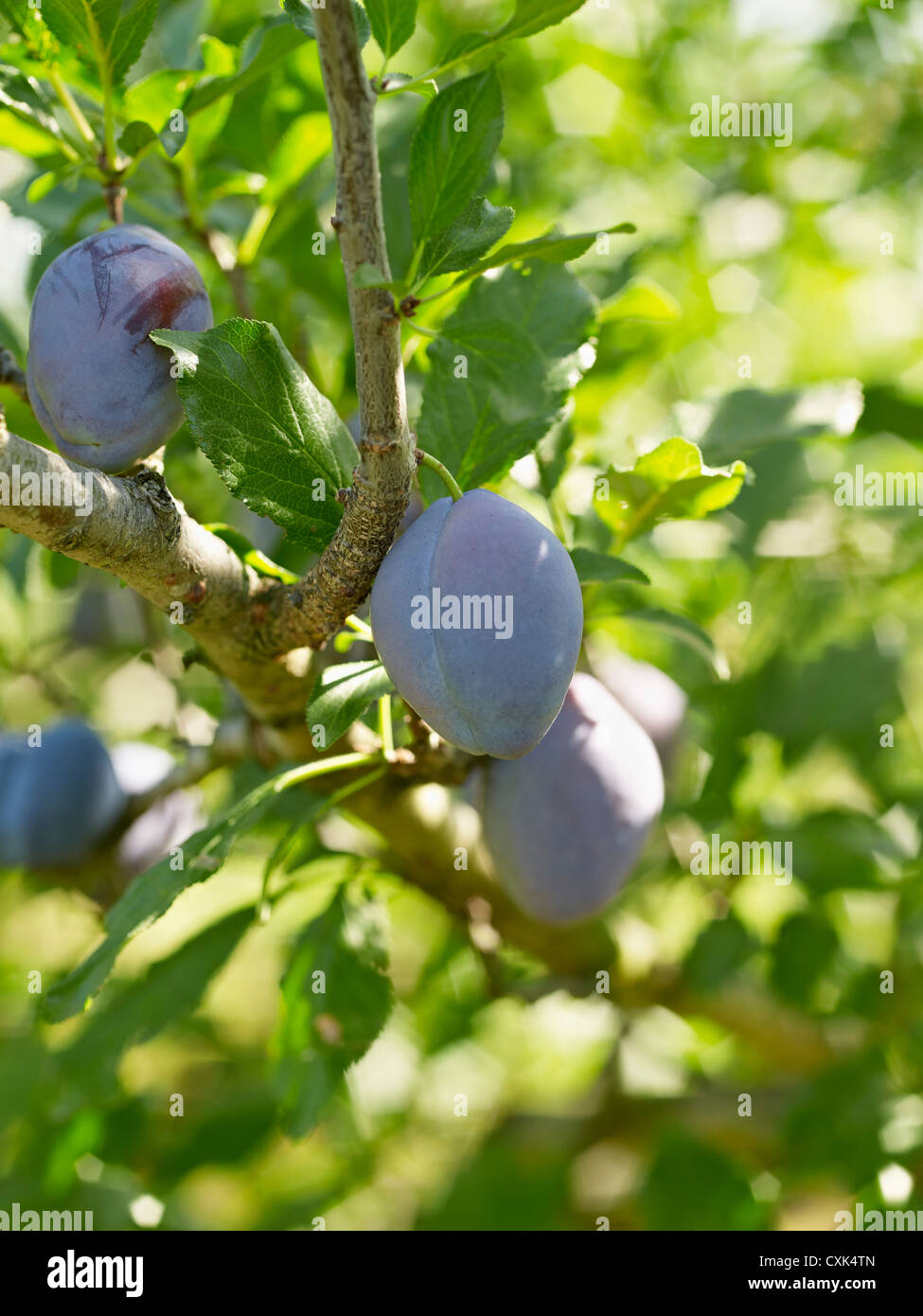 American plum tree hi-res stock photography and images - Alamy