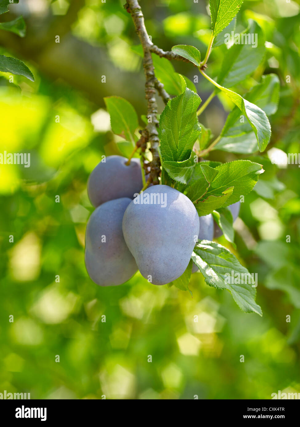 Plums on Tree Branches, Hipple Farms, Beamsville, Ontario, Canada Stock ...