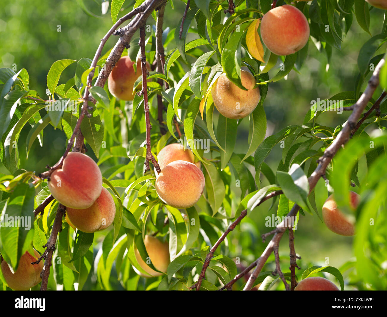 Peaches on Tree Branches, Hipple Farms, Beamsville, Ontario, Canada ...