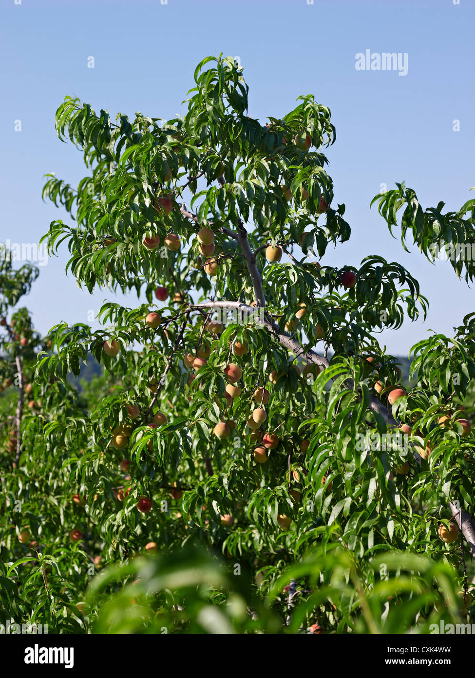 Peaches Trees in Orchard, Hipple Farms, Beamsville, Ontario, Canada ...