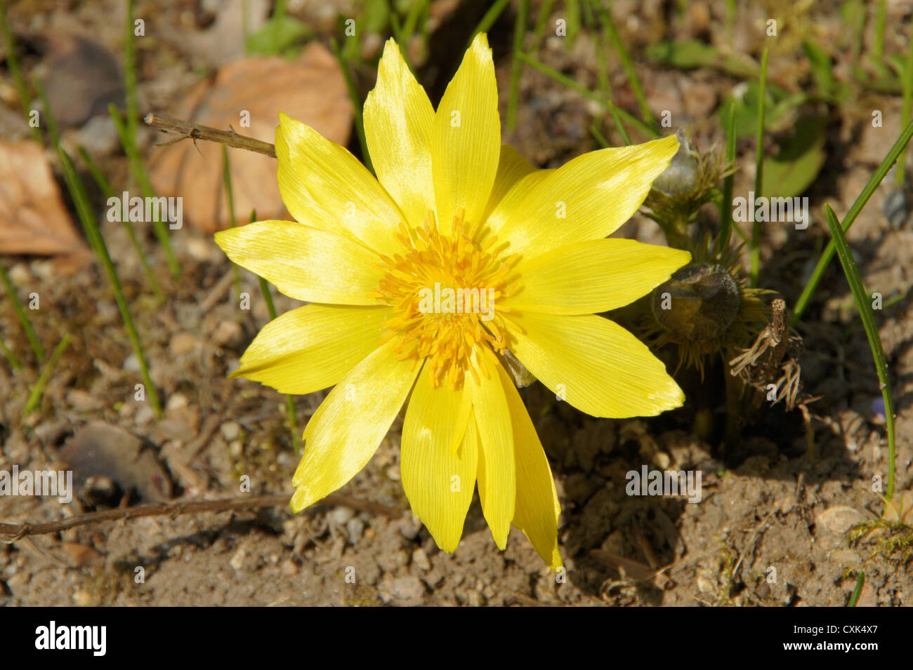 False hellebore hi-res stock photography and images - Alamy
