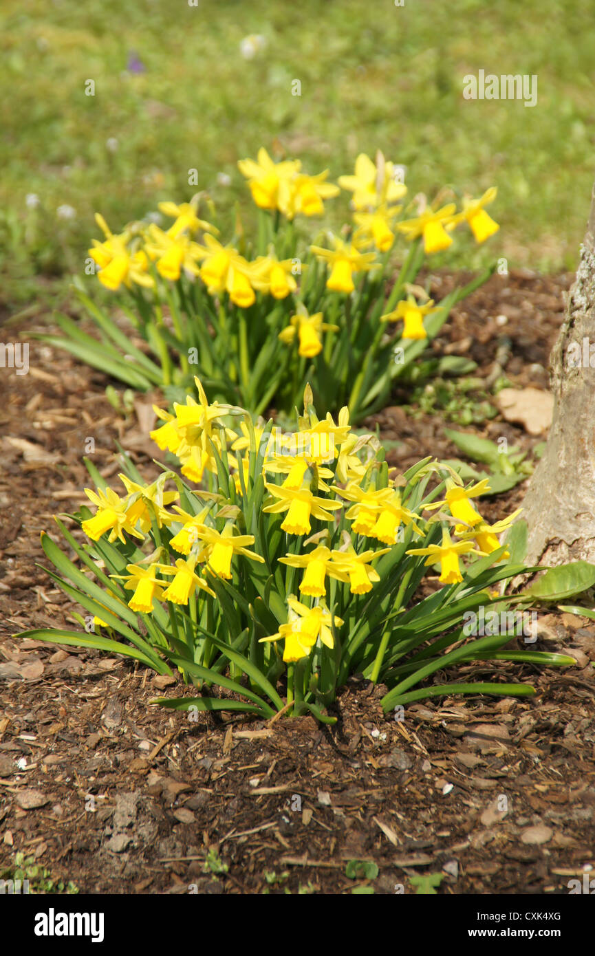 Cyclamineus daffodils hi-res stock photography and images - Alamy